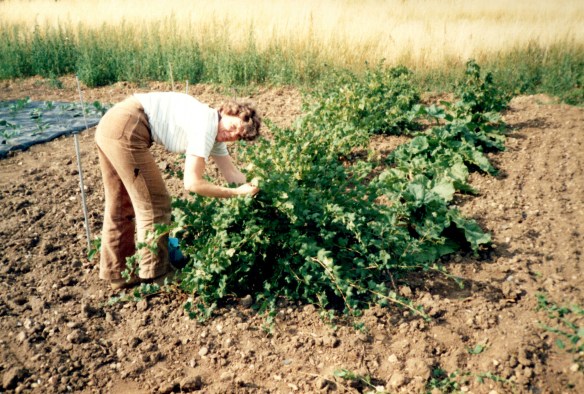 History of the Allotments | Woodley Allotments Tenants Association at ...